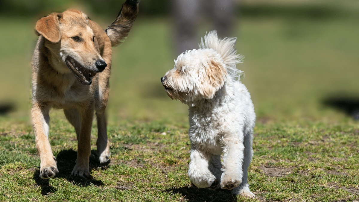 Pinto celebra su I Jornada de Educación Canina